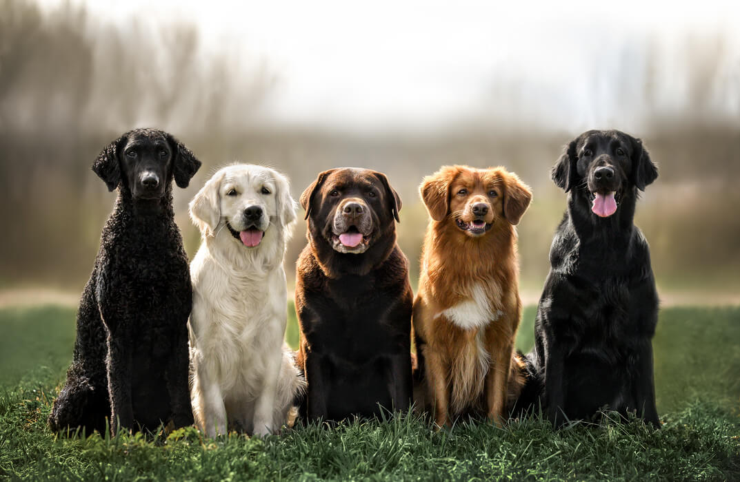 Introduction to Dog Breeds and Basic Anatomy - Adams Academy Site