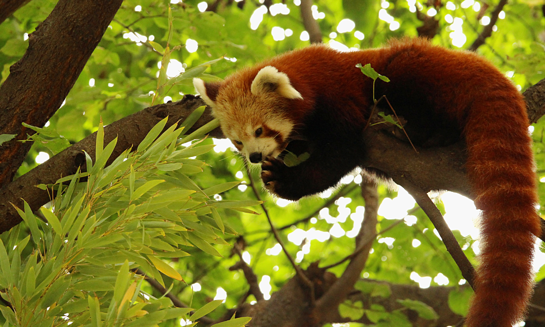 Ecosystem and Wildlife Conservation - Adams Academy Site